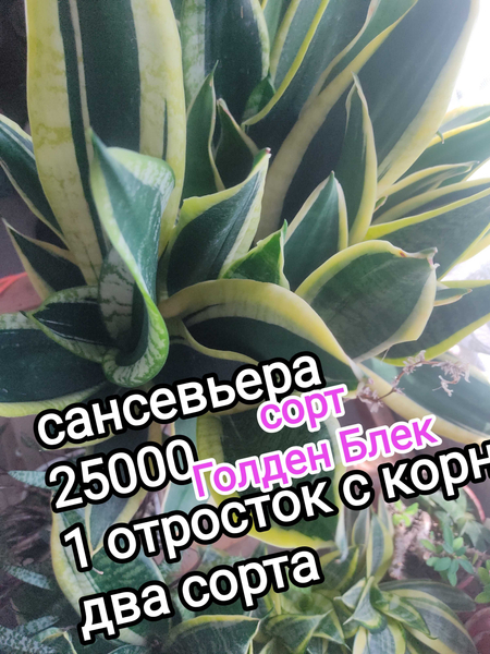 Сансевьера отростки 5.000