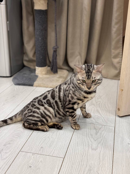 Sotilmidi !!! ВЯЗКА СЕРЕБРИСТЫЙ бенгальский кот