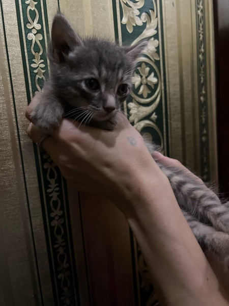 Бесплатно котята в хорошие руки