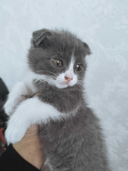 Продаётся котёнок Скотиш Фолд