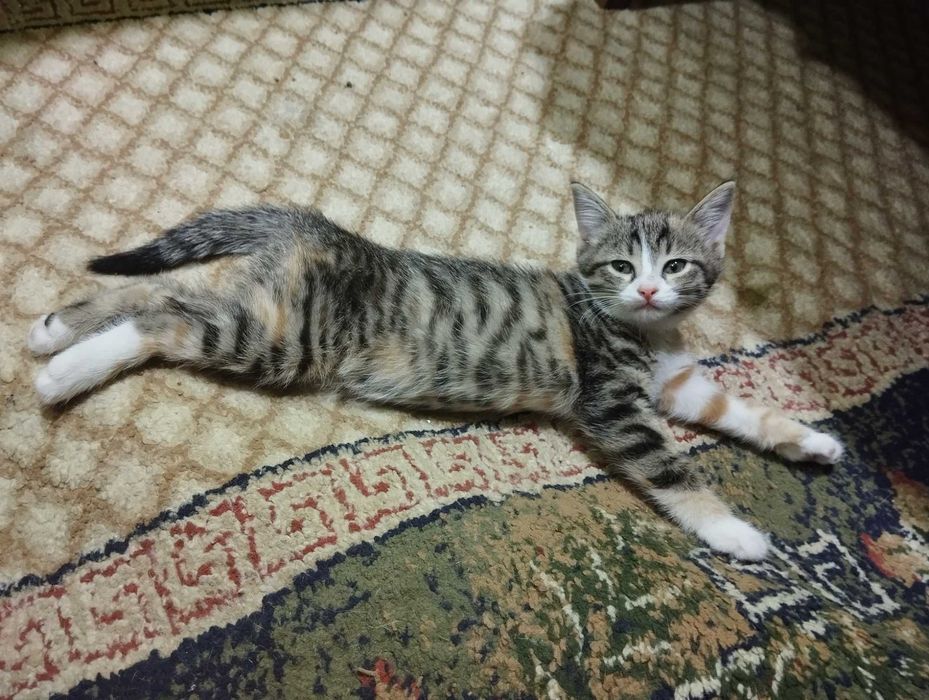 котёнок трехцветный