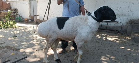 Qochqorla sotiladi