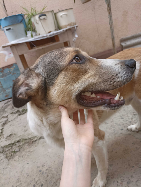 Собака, мальчик, 6 месяцев