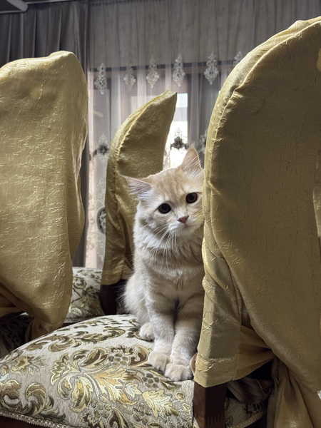 Кошка для вязки скотиш хайланд страйт