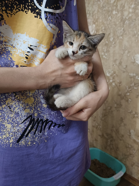 Котенок девочка 1,5 месяца