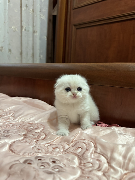 Продаются котята скоттишь фолд и страит