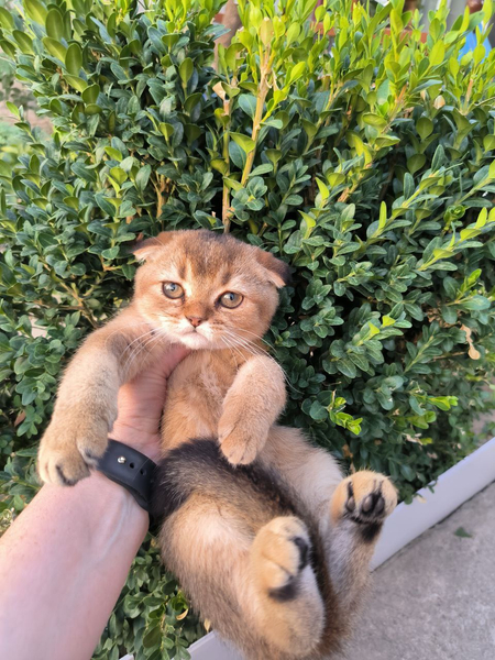 Продаю Котят Скоттиш страйт и скотиш фолд