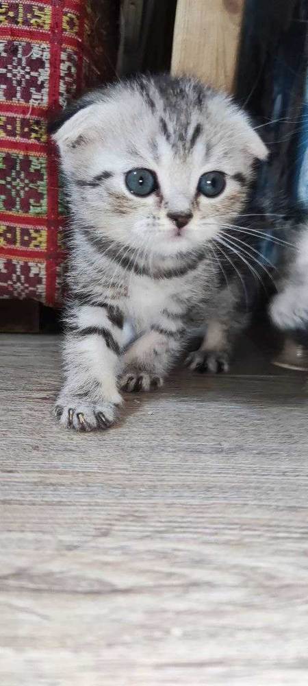 Шотландские вислоухие котята