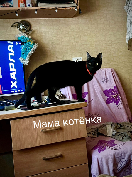 Котёнок 1,5 месяца очень красивый