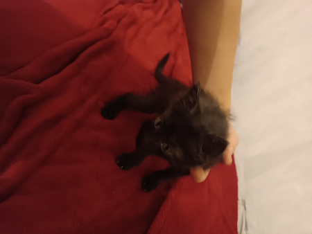котёнок маленький