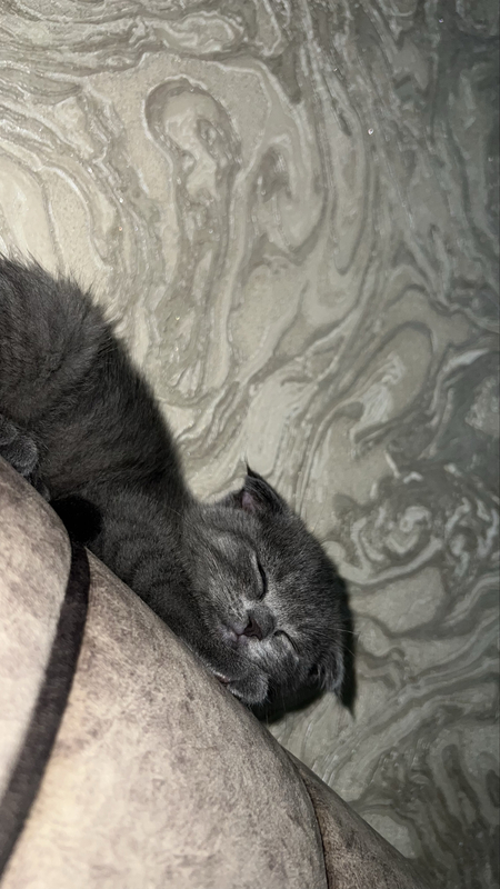 Продаётся котёнок Девочка скоттиш-фолд