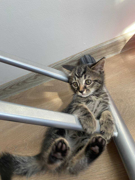 Скоттиш Страйт котёнок 2х-месячный