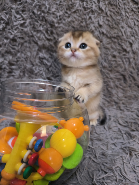 Котята от правильной вязки