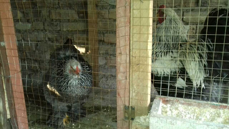 Brama porodali tuxmlari oq va qora rang Яицо порода брама белый черный