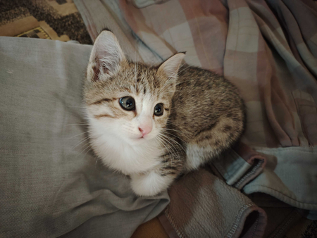 Продаётся очень красивый котёнок