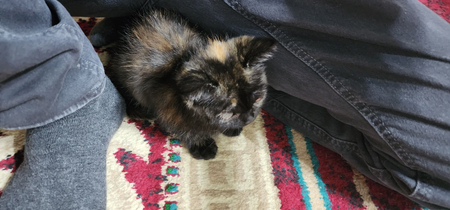 Скотиш фолд и скотиш страйт продаются котята 2 месяца