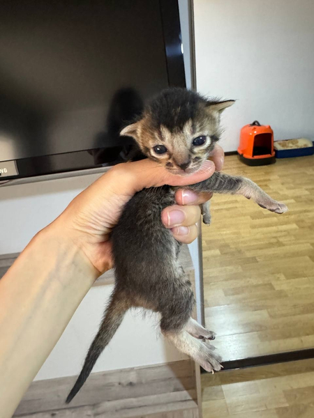 Котята Абиссинской породы