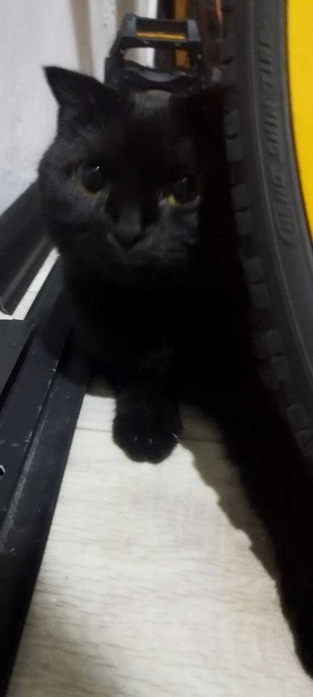 Скоттиш фолд. СРОЧНО.
