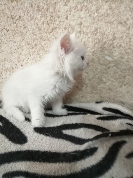 Продаётся котёнок