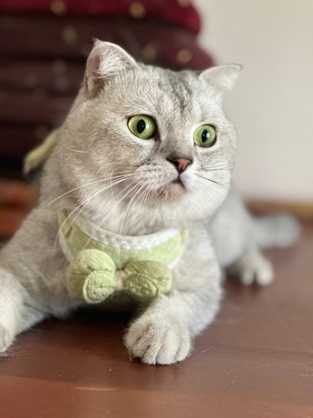 Skotish fould serebristiy shinshilla скотишфолд серебристий шиншилла