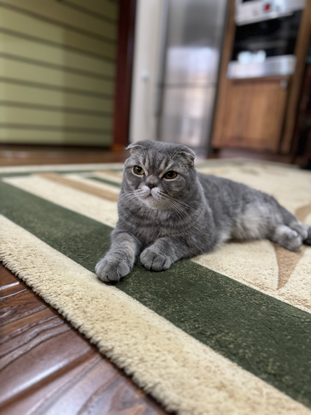 Кот Шотладский вислоухий