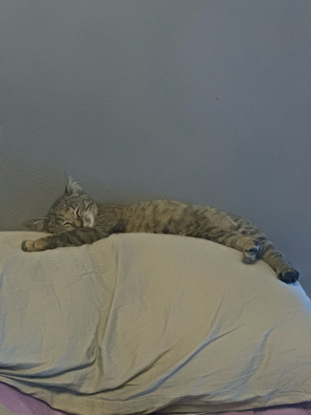 Кошка трехцветная