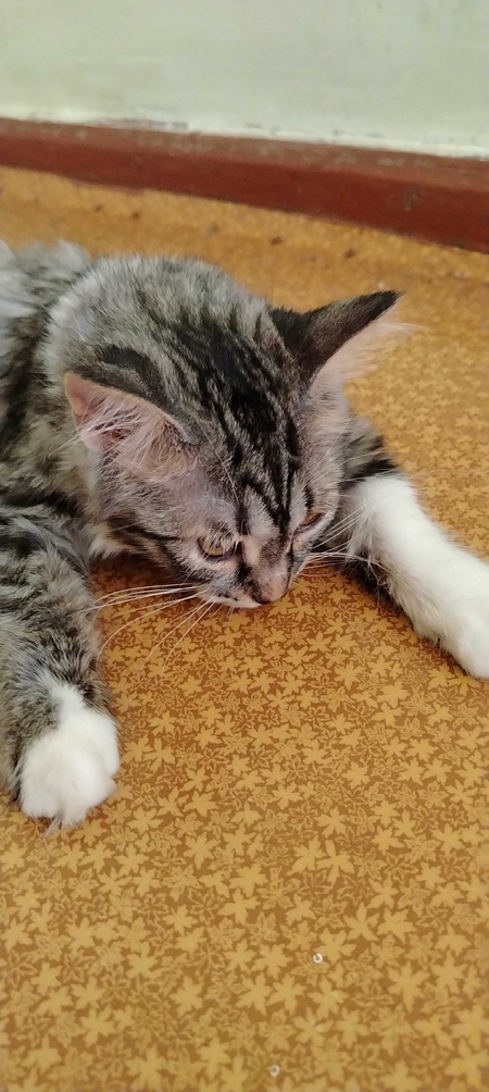 Котята ищут свою семью