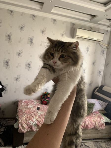 Породистая кошка