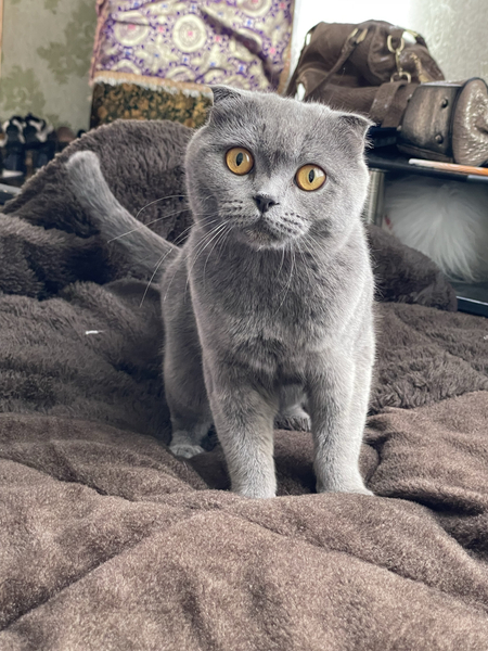 Шотландская вислоухая кошка