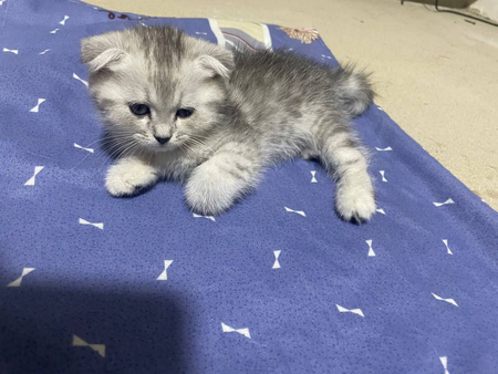 Шотланский вислоуха