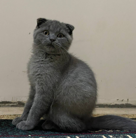 Mushuk uyda boqilgan