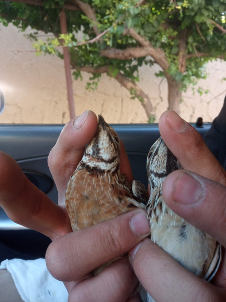 Ser sayroqi bedana sotiladi
