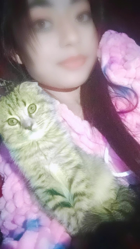 Scottish fold mushuk sotiladi