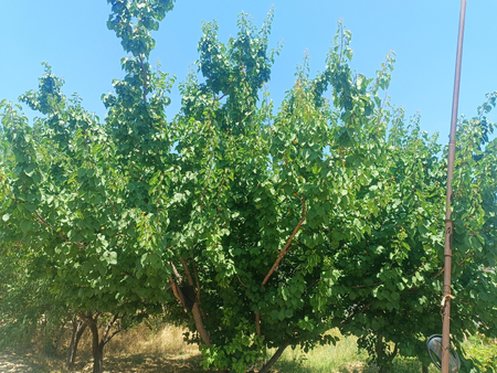 Arzon narxga 10 sotixli hovli shoshilinch sotiladi