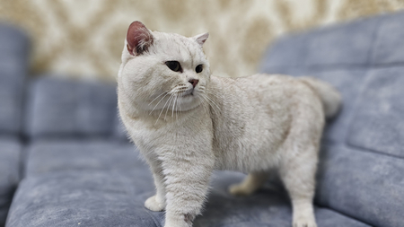 British chinchilla silver