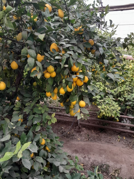Limonlar sotiladi yangi hosil