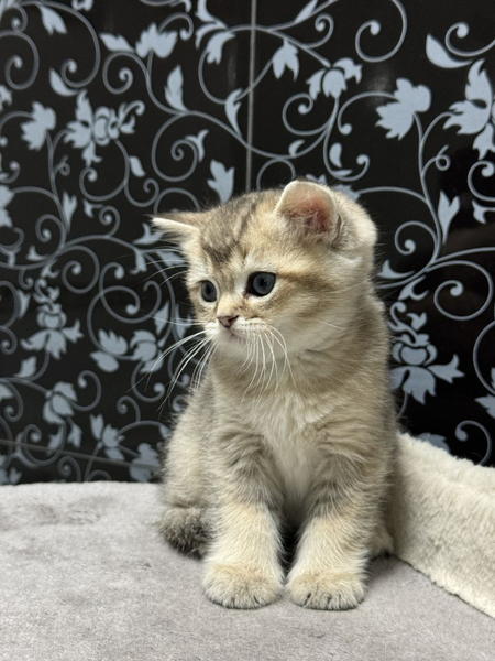 продаются британскте шиншиллы