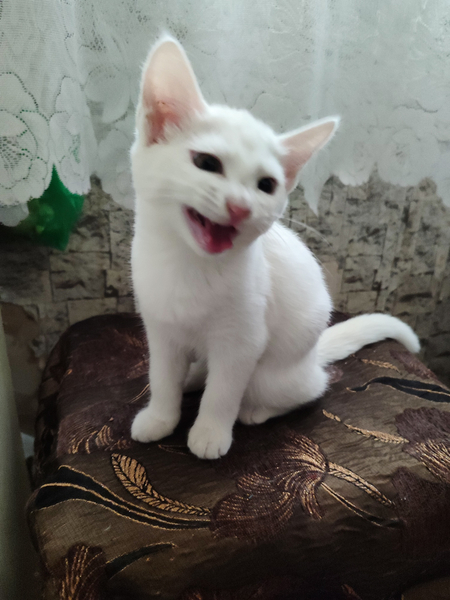 Котенок белая девочка 3 месяца