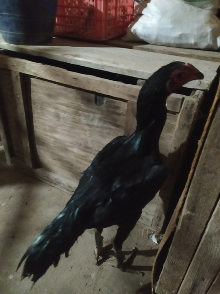 Ganoy joja xoroz sotiladi