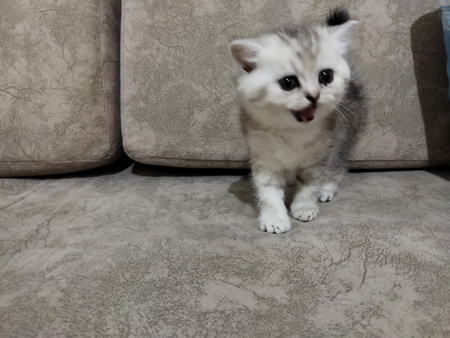 Вязка кот скоттиш страйт