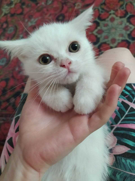 Пристраиваются симпотяги котята