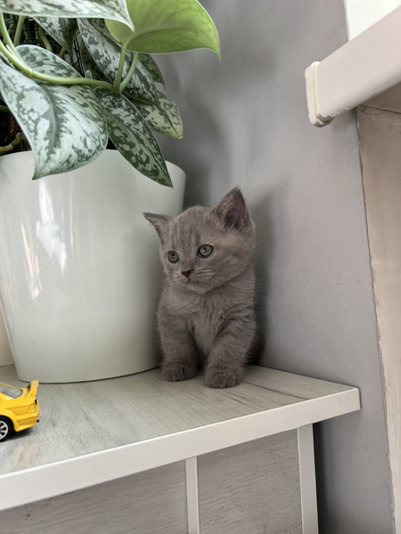Продается котенок
