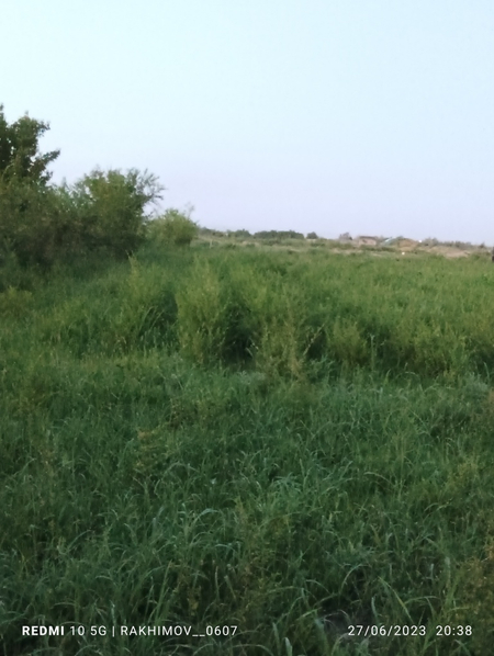 Gujum daraxti koʻchatlari