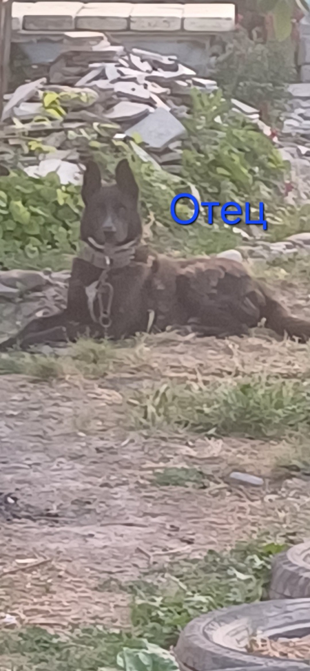 Продаётся щенки восточной европейской авчарки,