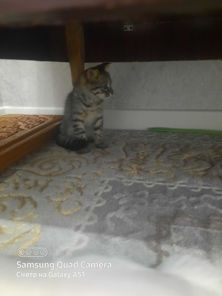 Пародистый котёнок