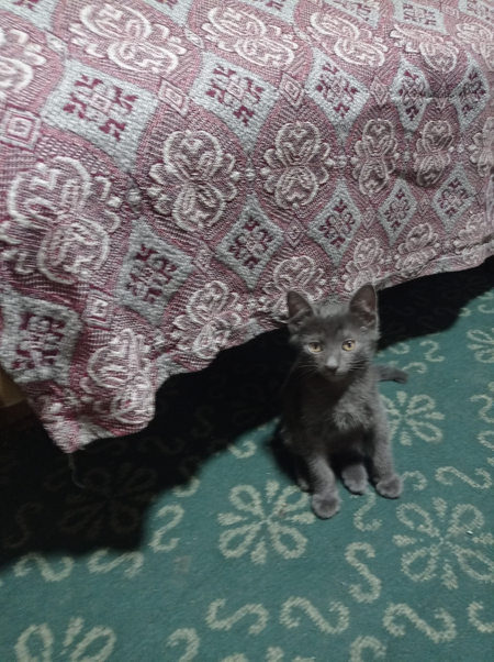 Продается котенок мальчик