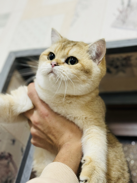 Британский кот