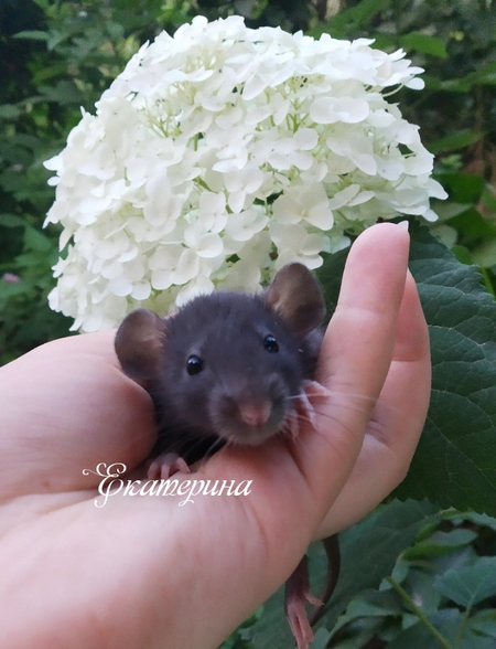 Крысята дамбо разных расцветок