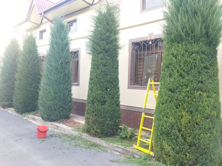 Газон ландшафт Рулона вой Gazon Archa kesish
