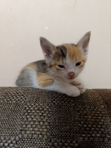 Отдам в добрые руки котят